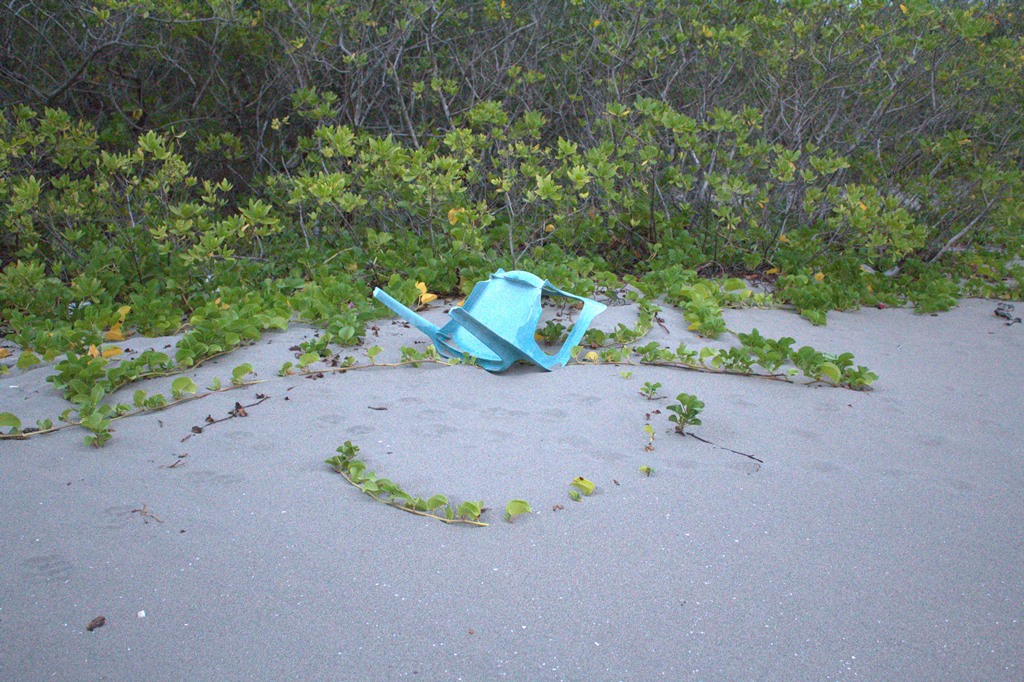 Dunas costeras, barreras naturales y refugios de riqueza natural