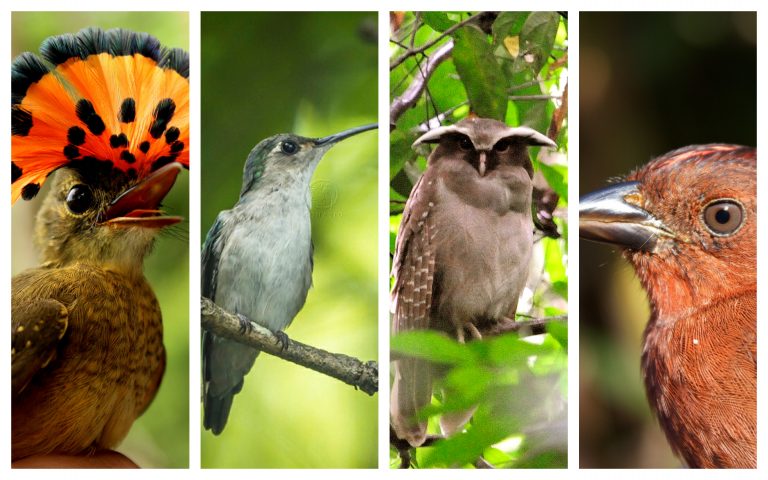 Crece diversidad reconocida de aves en reserva de Chiapas