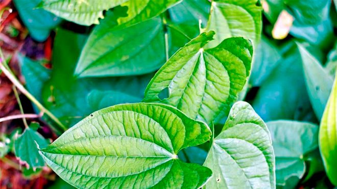 Barbasco, el tuberculo mexicano y base de anticonceptivos