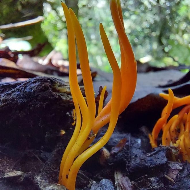 Desmitificando los hongos en Chiapas: muchos son comestibles