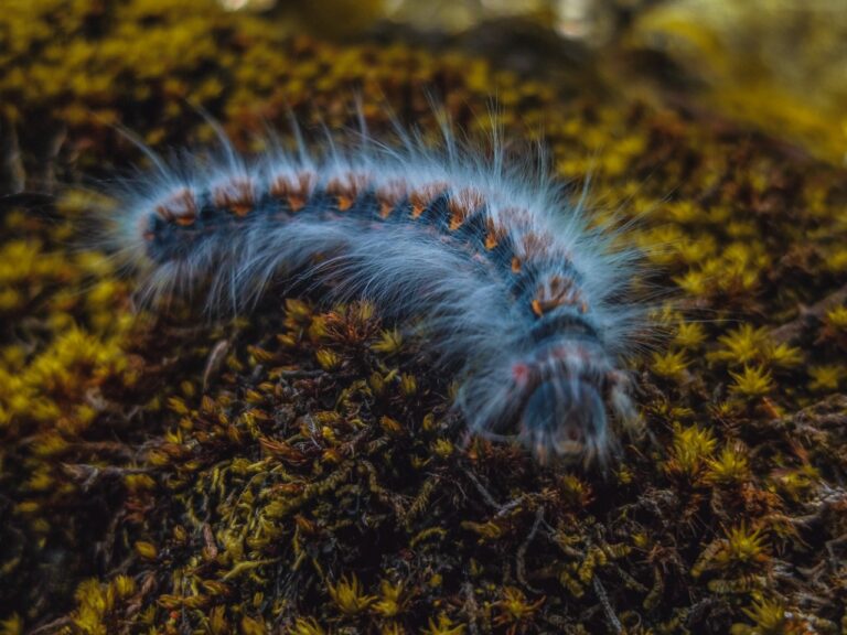 Mantente alejado de los gusanos "peludos" pero respeta su vida, son ...